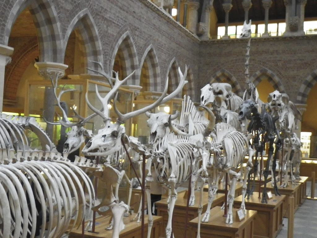 The Giraffe Titan – the Decolonial Passage